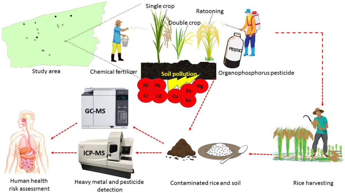 Is Your Rice Safe? The Hidden Dangers of Arsenic and Cadmium - Osumex